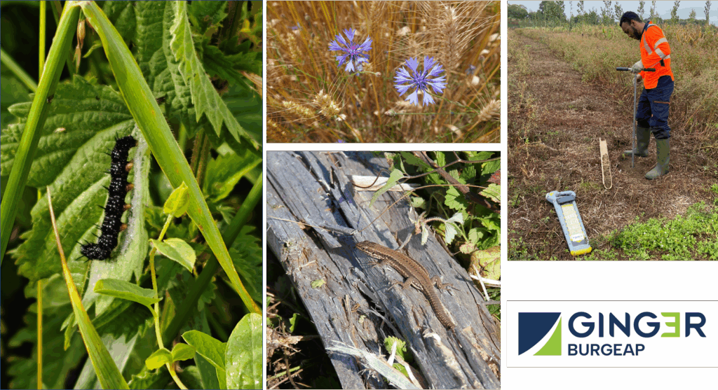 Création d'un pôle Génie Ecologique - Burgeap